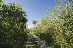 Hiking The Everglades Trails and Photographing Its Beautiful Environment