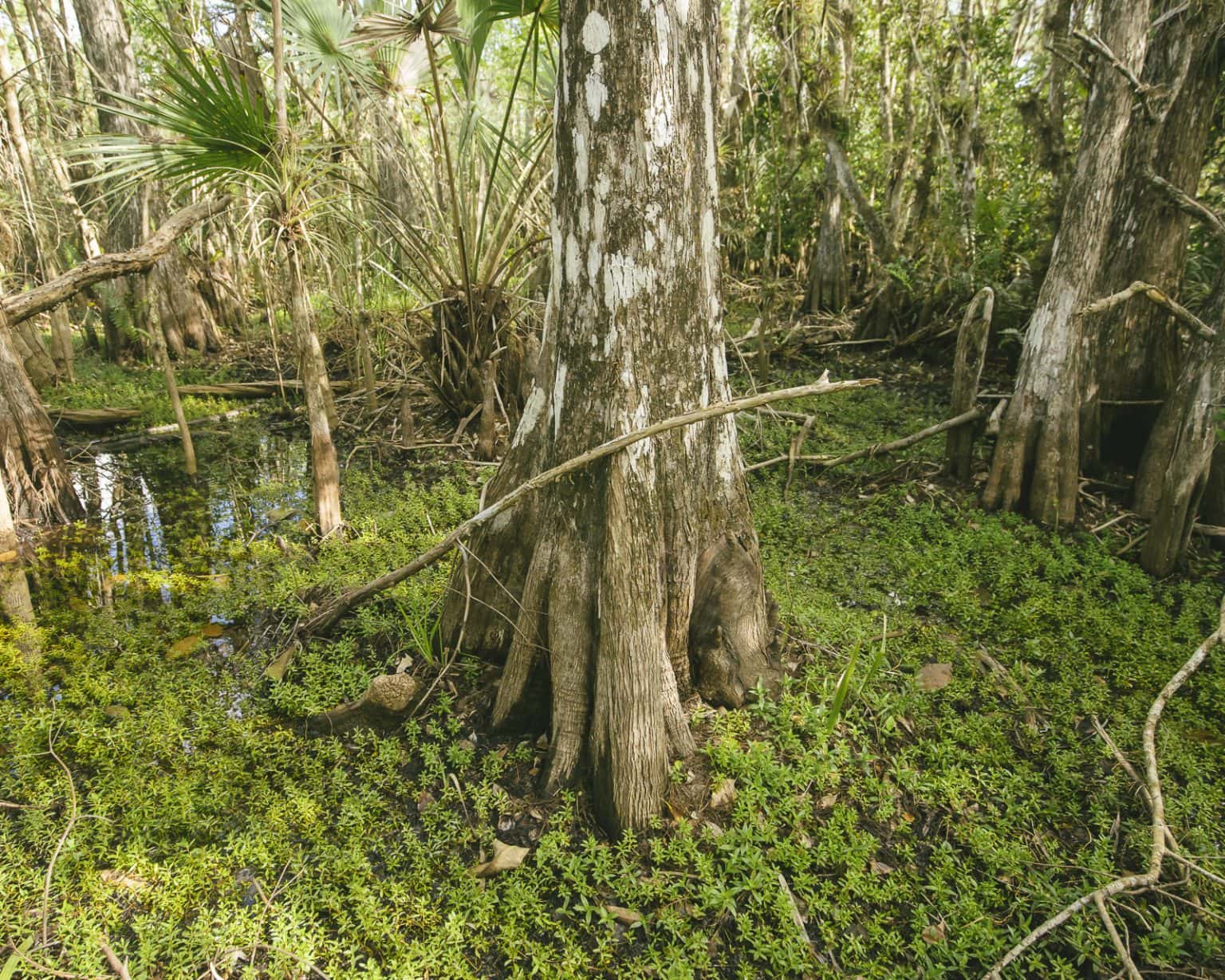 Hiking The Everglades Trails and Photographing Its Beautiful Environment