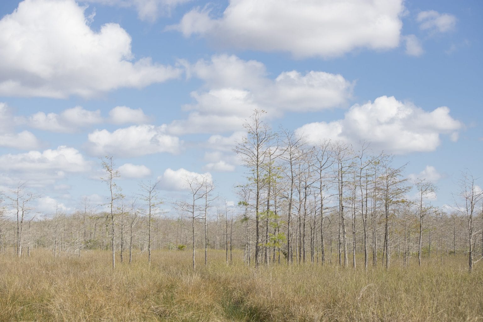 Hiking The Everglades Trails and Photographing Its Beautiful Environment