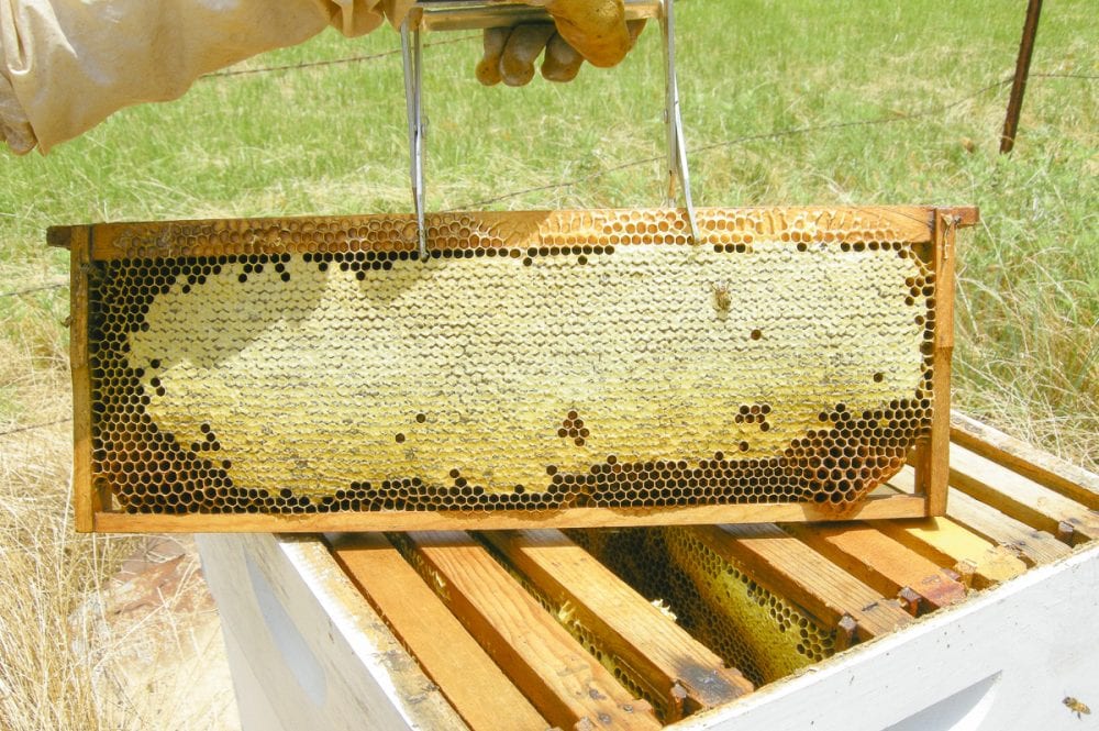 Beekeeping And Honey Production Photos At A Small Farm In East Texas