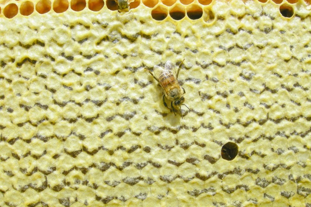 Beekeeping And Honey Production Photos At A Small Farm In East Texas