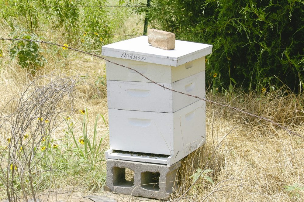 Beekeeping And Honey Production Photos At A Small Farm In East Texas