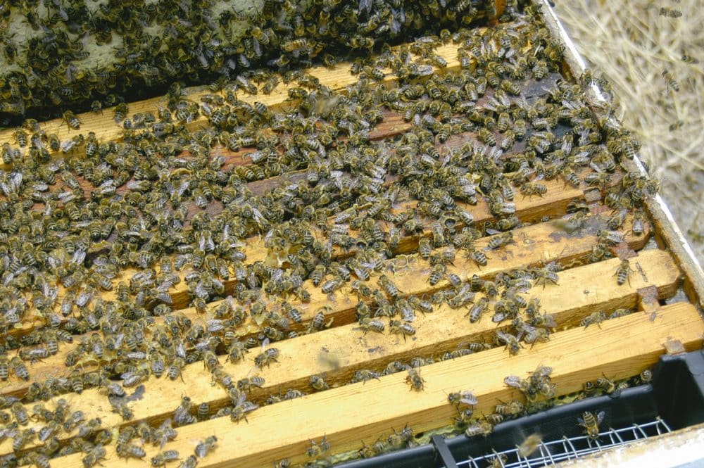 Beekeeping And Honey Production Photos At A Small Farm In East Texas