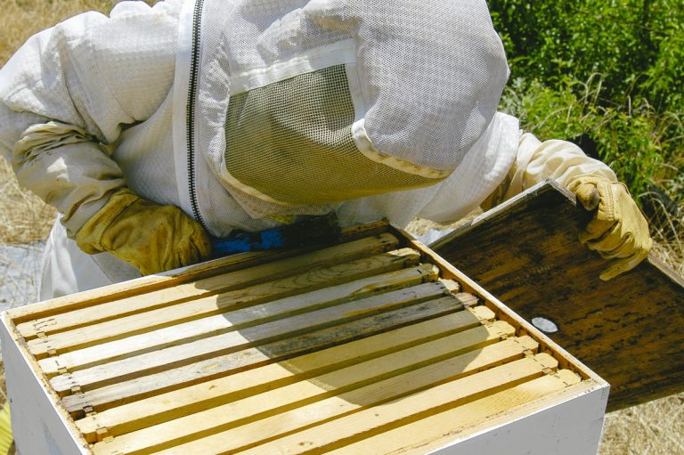 Beekeeping And Honey Production Photos At A Small Farm In East Texas