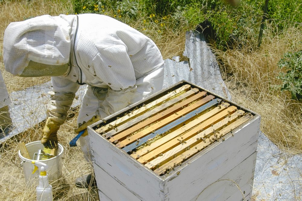 Beekeeping And Honey Production Photos At A Small Farm In East Texas