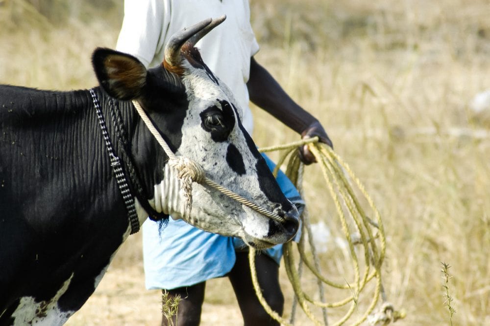 Hosur, India Is A Rural City With Beautiful Mystical Tropical Landscapes