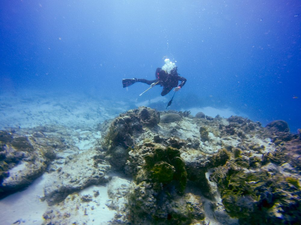 Scuba Diving in Cozumel with Stingrays and Sea Turtles Photos and Video