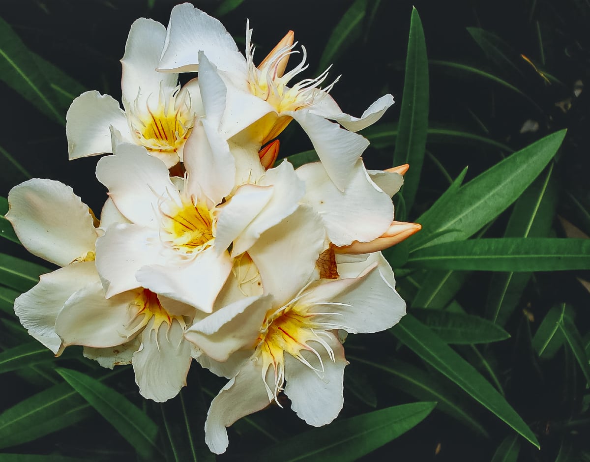 Cancun, Mexico - People And Nature In The City Beyond The Tourist Zone