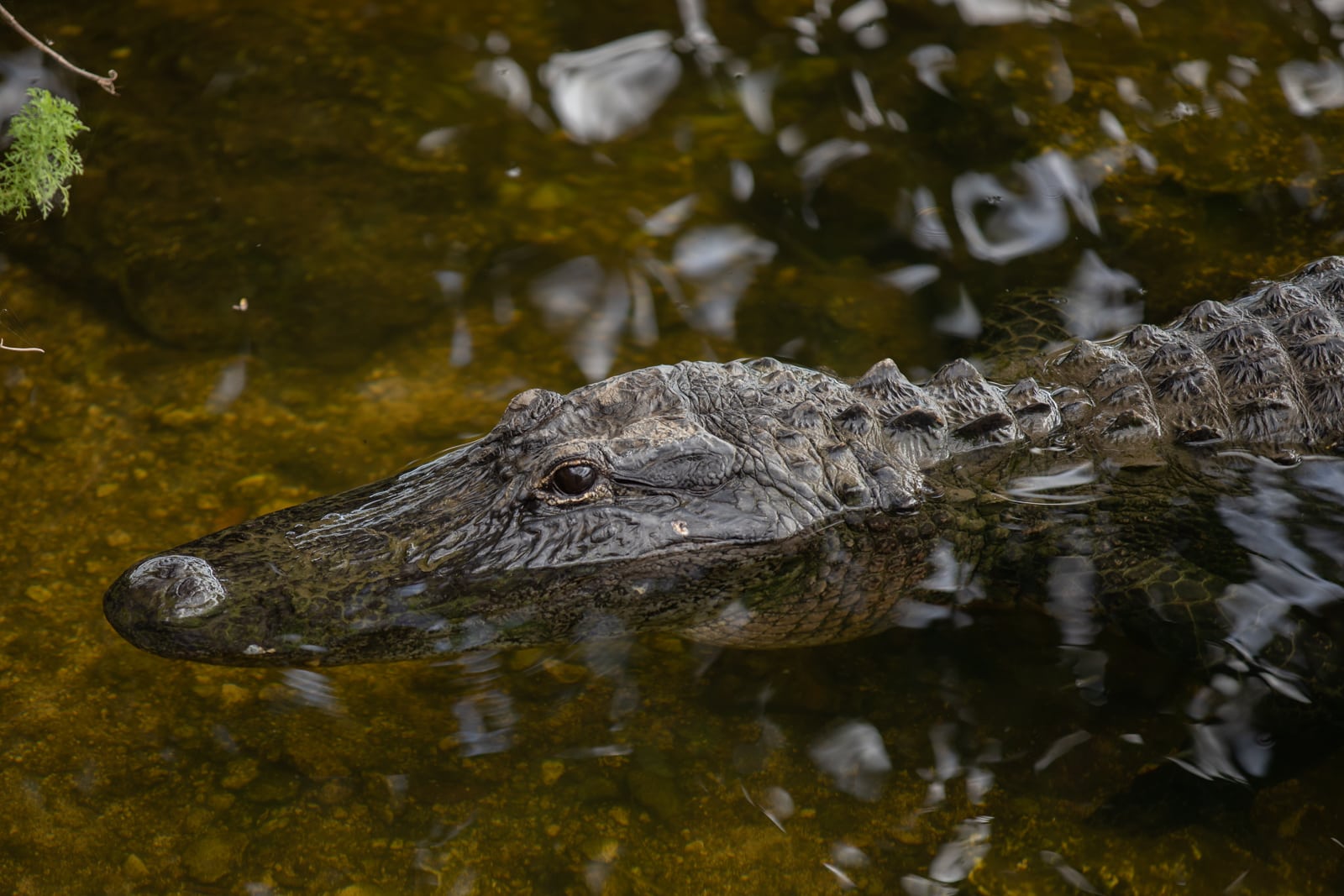 Hiking The Everglades Trails and Photographing Its Beautiful Environment