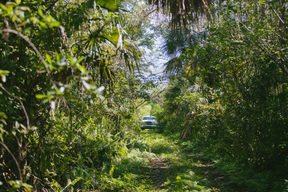 Hiking The Everglades Trails and Photographing Its Beautiful Environment