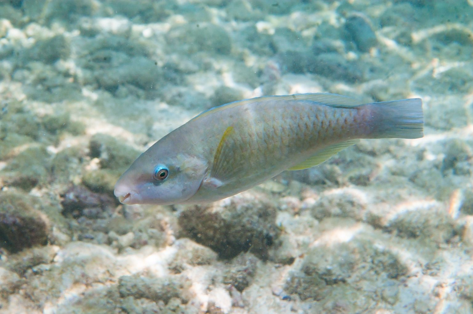 Underwater Photography Of The Tropical Fish And Coral Reefs of Curaçao